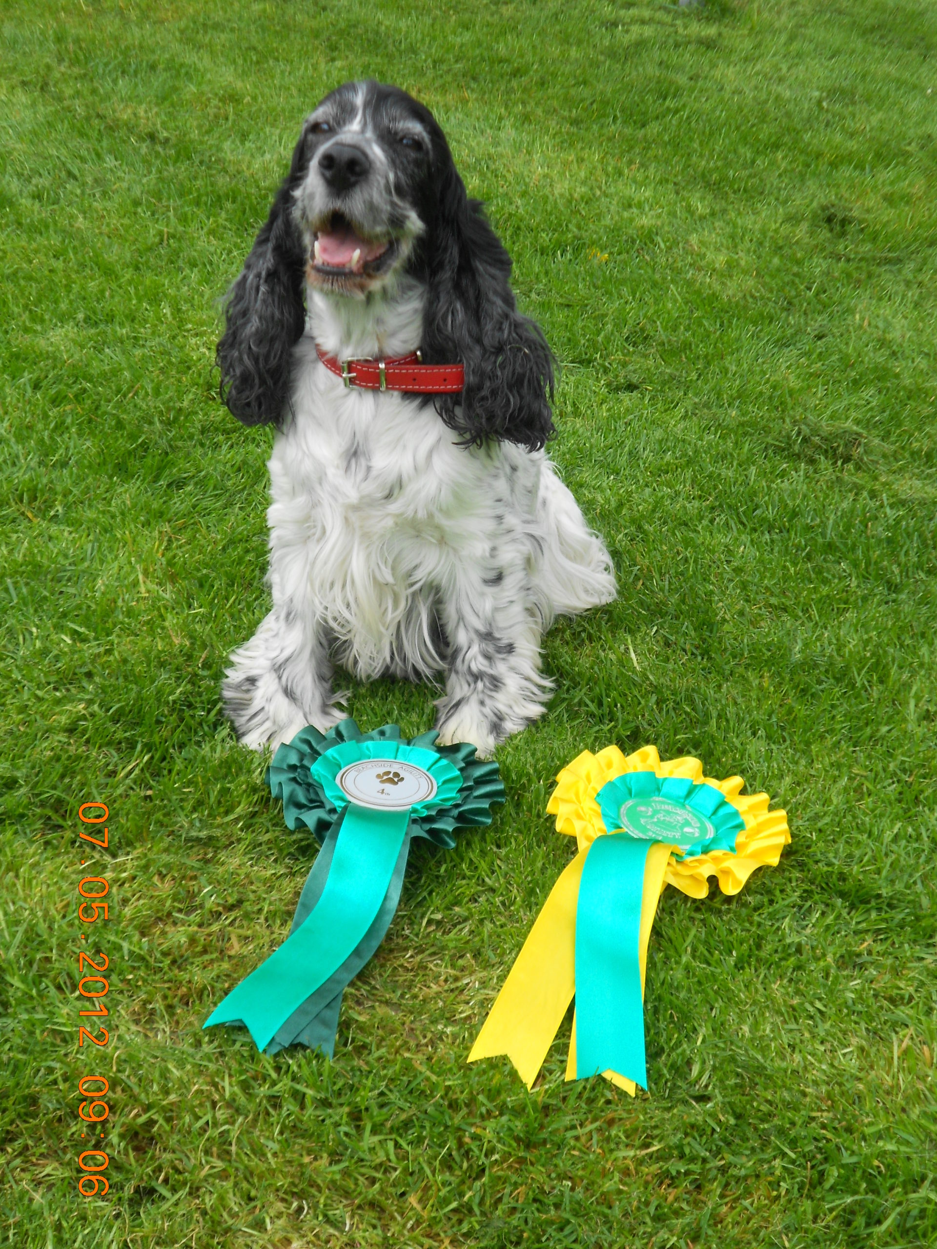 Rainbow Bridge | StobyTill Cocker Spaniels